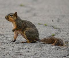 Wildlife collision prevention | SDG Counties